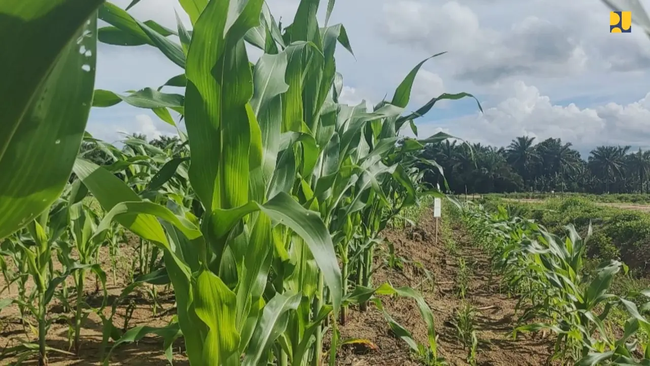 Food Estate Adalah Konsep Pengembangan Pertanian, Ketahui Tujuan dan ...