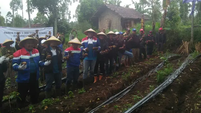 Pagi yang Optimistis Warnai Panen Kentang di Garut - Regional Liputan6.com