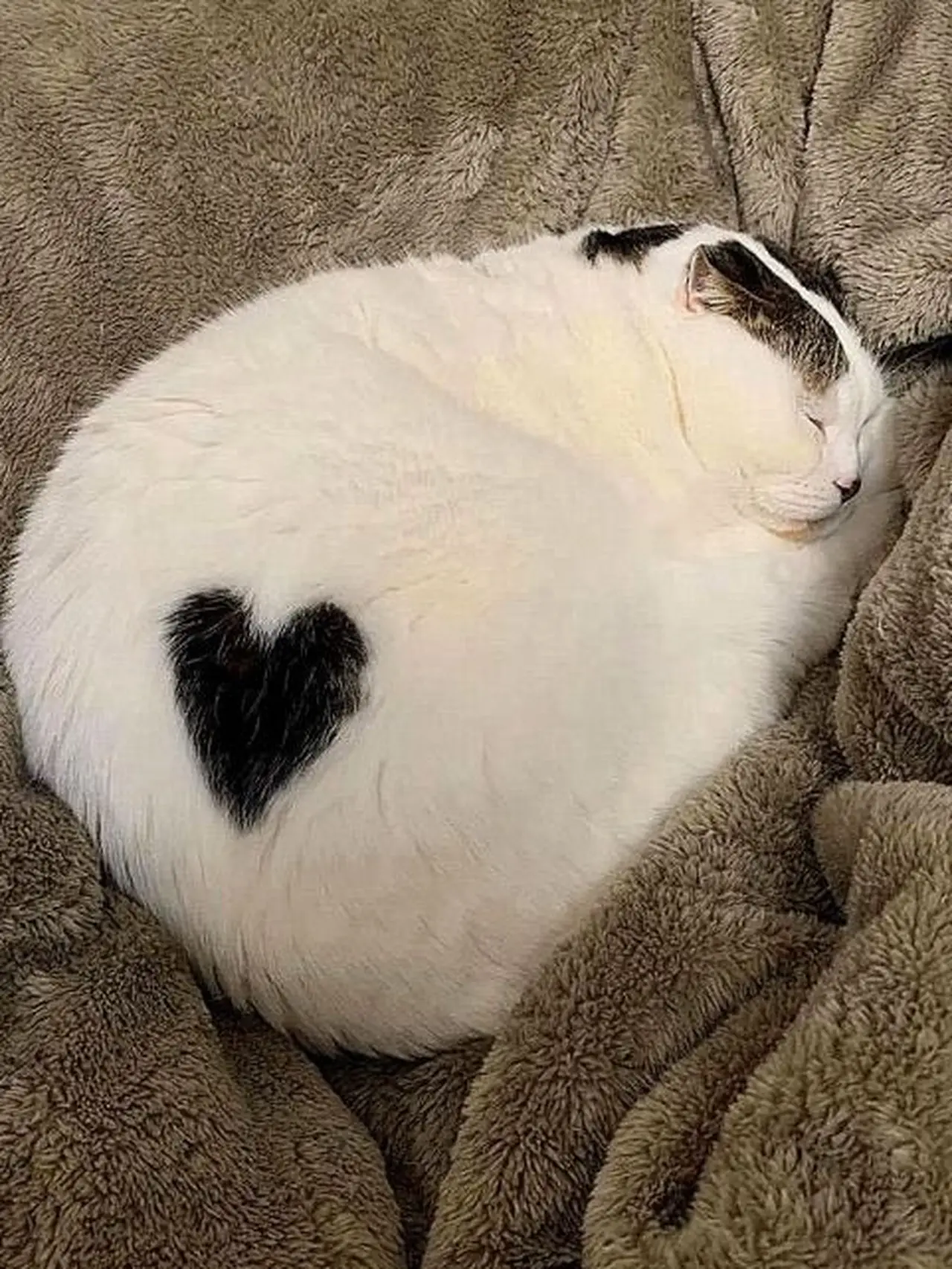 6 Motif Bulu Kucing Bentuk Hati Ini Unik Banget, Bikin Gemas - Hot ...
