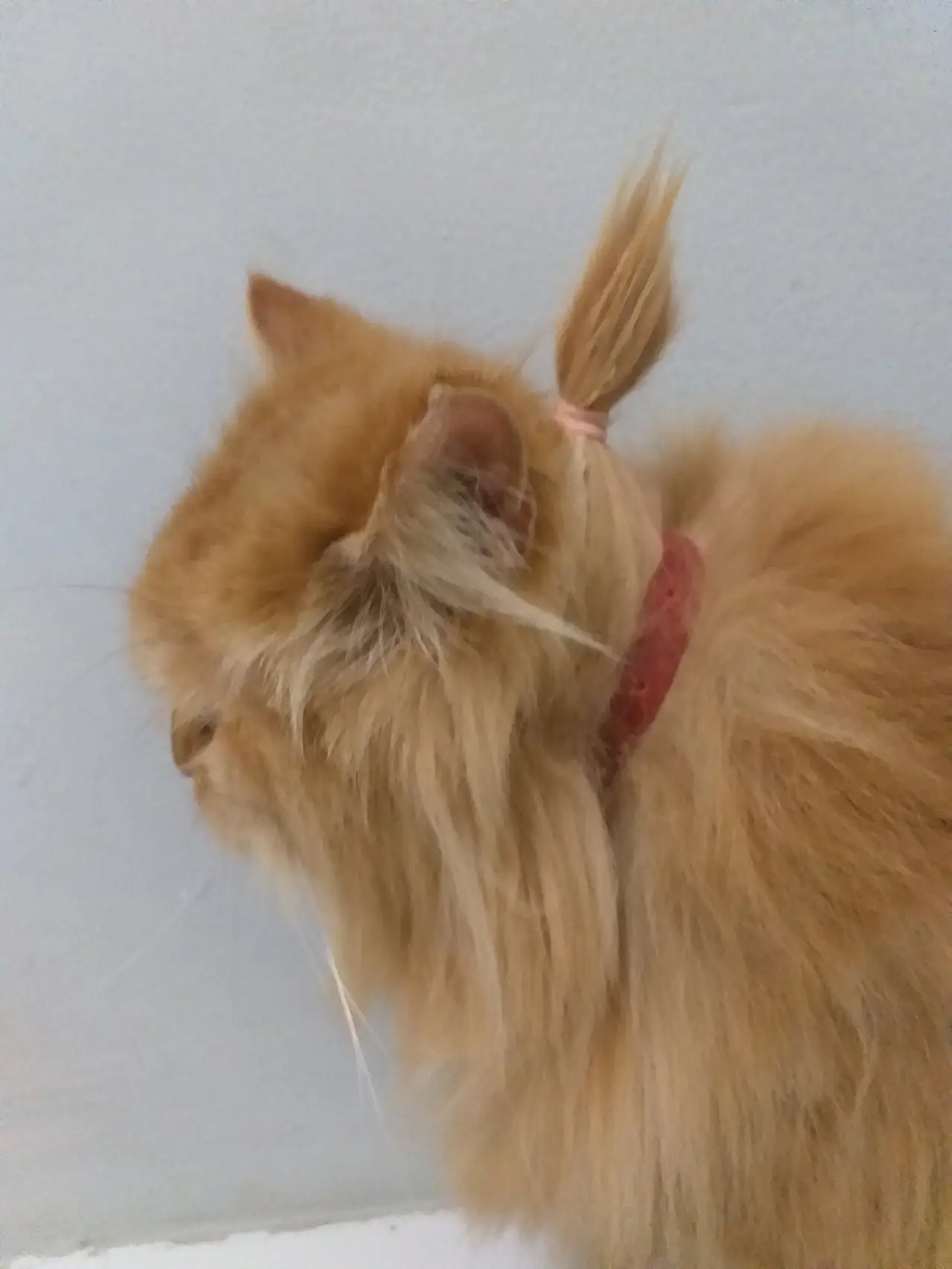 6 Foto Lucu Kucing dengan Rambut Dikuncir Ini Bikin Gemas - Hot ...