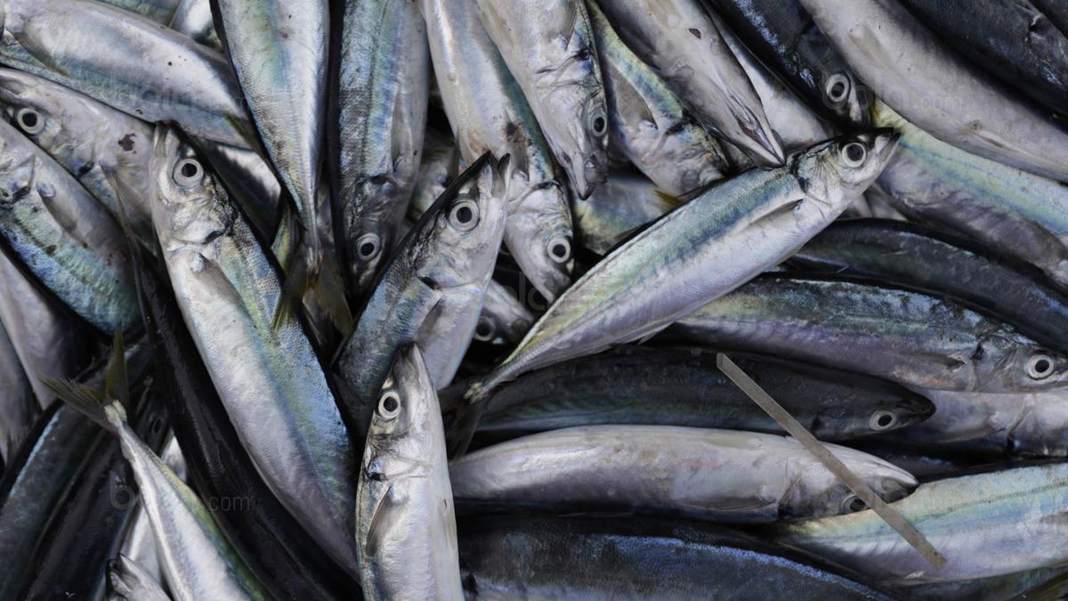 Jangan Makan Ikan Cakalang yang Mati di Perairan Belang