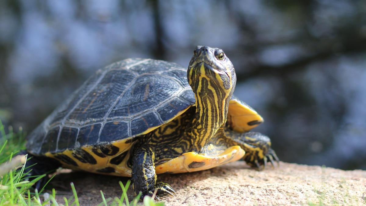 Kura-Kura Berkembang Biak dengan Cara Apa? Ini Penjelasannya