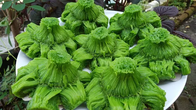 5 Resep Bikang Lezat dan Mudah Dibuat, Empuk dan Merekah - Hot Liputan6.com