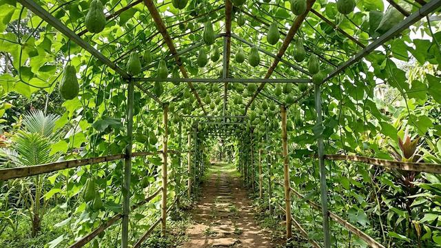 5 Inspirasi Kebun Labu Siam Gantung yang Estetik dan Produktif di Rumah
