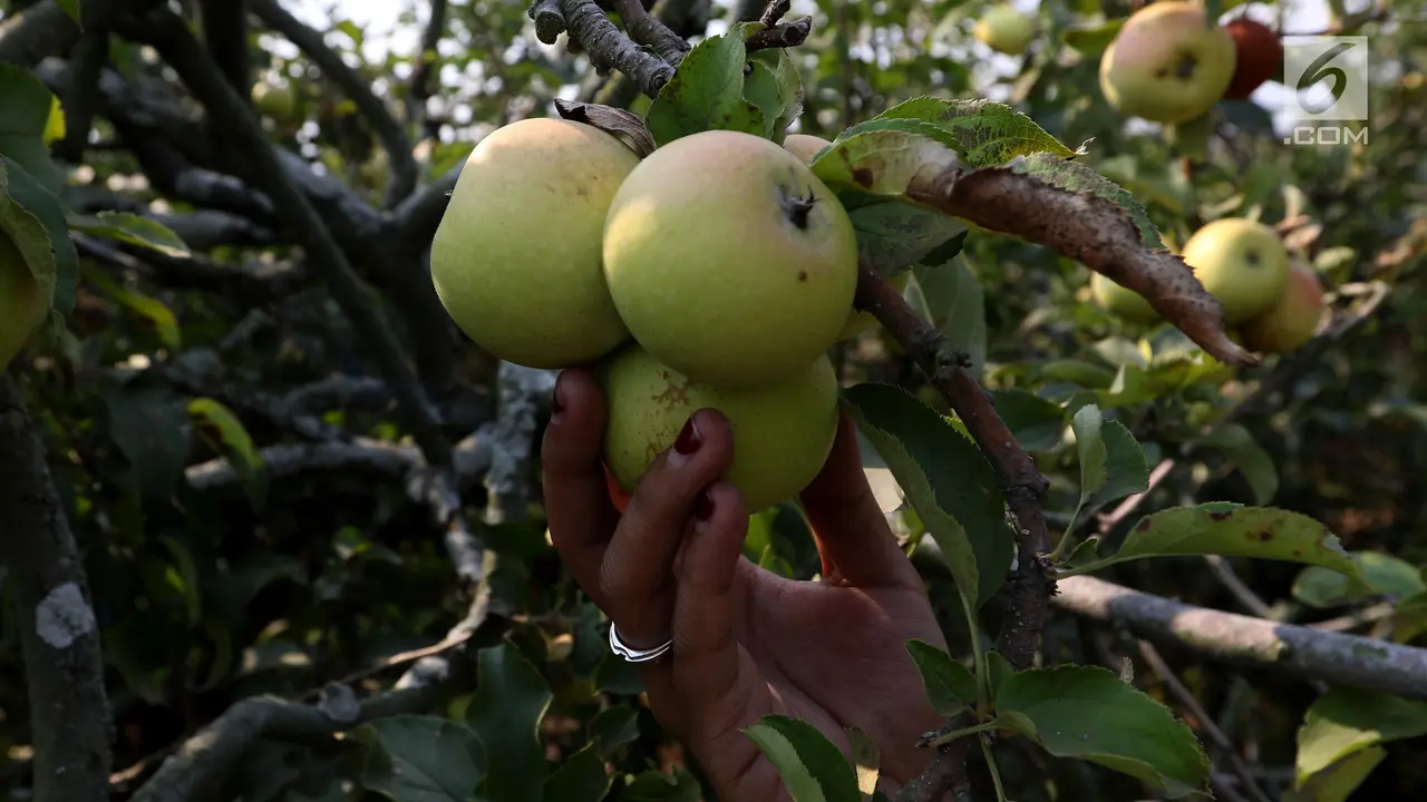 6 Wisata Petik Apel Malang, Simak Lokasi dan Harga Tiketnya - Hot Liputan6.com