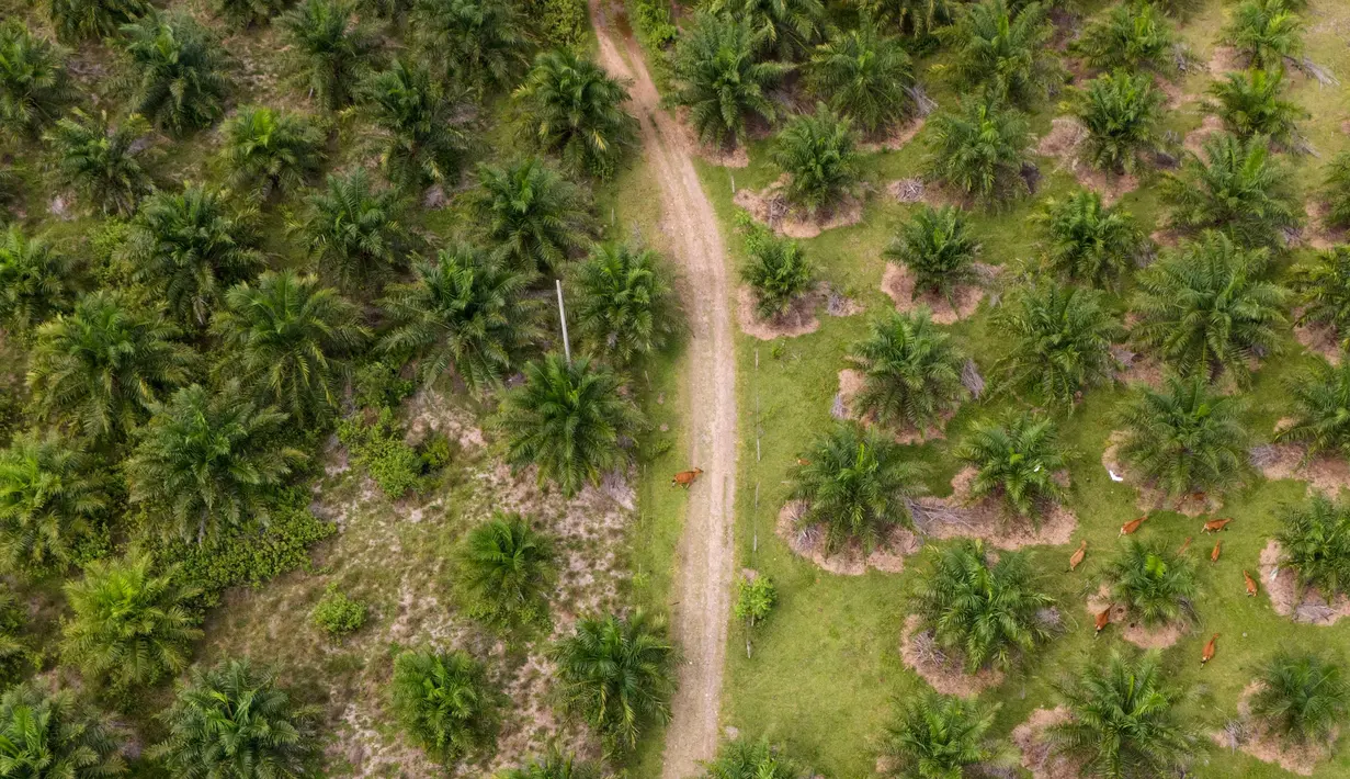 Deforestasi Hutan Primer Indonesia Meningkat pada 2023 - Foto Liputan6.com