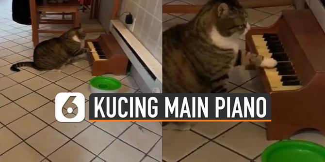 VIDEO: Viral Kucing Main Piano | Enamplus