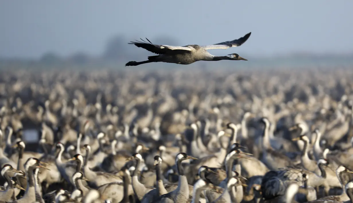 FOTO: 50 Ribu Bangau Mampir di Danau Agamon Hula Israel - Foto Liputan6.com