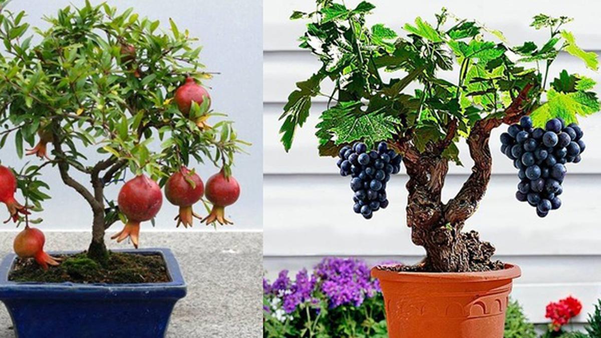 Tanaman Bonsai Buah Bikin Kita Ingin Memilikinya di Rumah