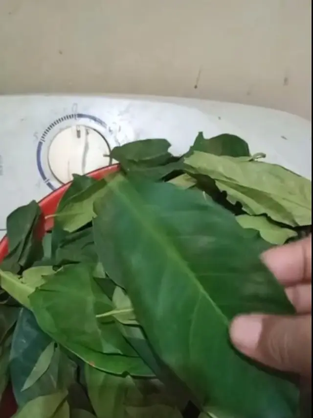 Benarkah Daun Salam Bisa Bantu Cegah Penyakit Jantung? Ini ...