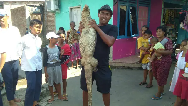 Warga Tangkap Biawak Berukuran Jumbo yang Kerap Makan Ternak - Regional ...