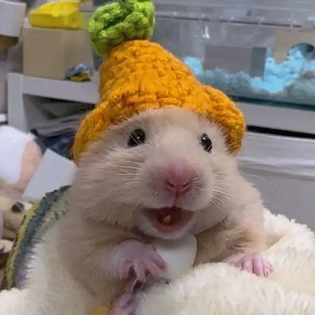 7 Potret Lucu Hamster saat Didandani Ini Tampil Menggemaskan - Hot ...