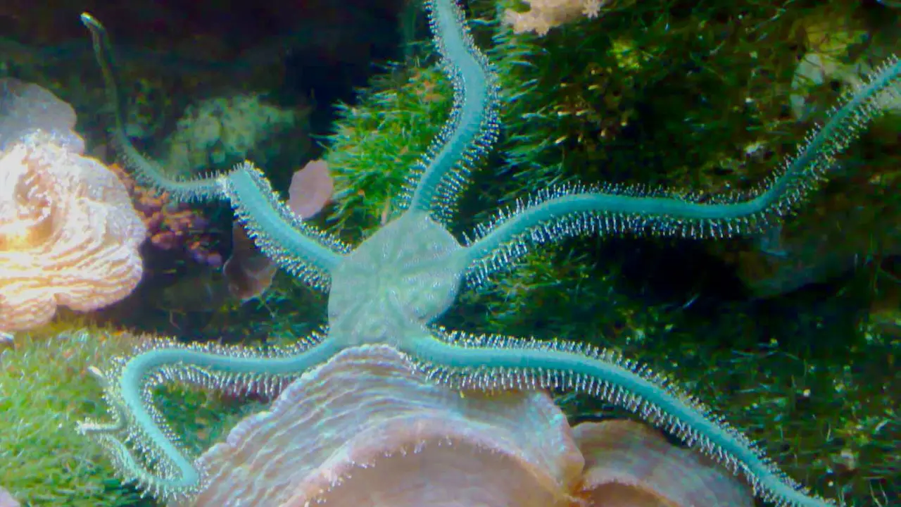 Lihat 10 Potret Makhluk Laut Cantik Ini, Bikin Jiwa Tenang dan Adem ...