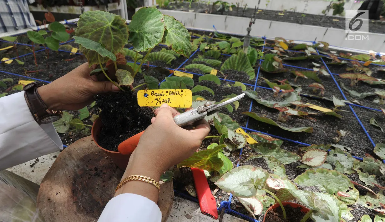 FOTO: Melihat Proses Konservasi dan Budidaya Begonia di Rumah Kaca ...