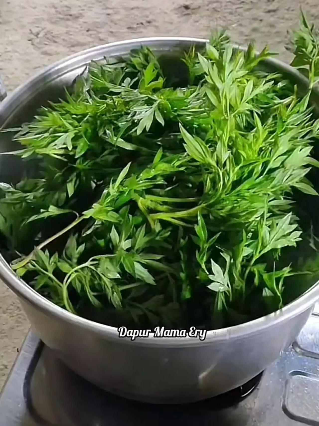 Cara Mengolah Daun Kenikir Jadi Lauk Tanpa Rasa Langu, Tetap Sedap dan ...