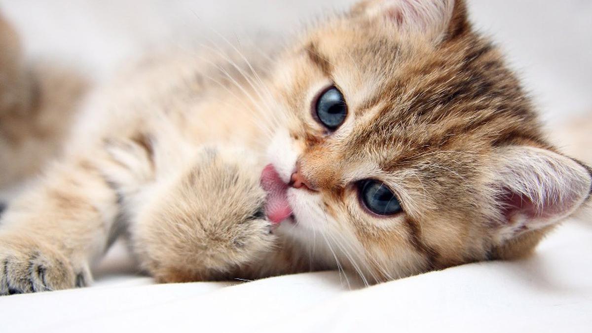 Fakta-fakta Tentang Kucing yang Wajib Diketahui - Citizen6 Liputan6.com