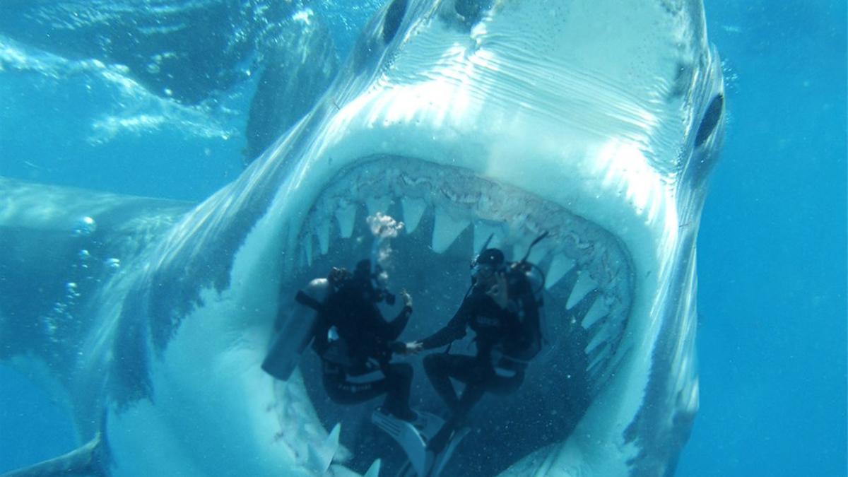 Prehistoris Shark, 'Meg' Temukan Sutradara - Entertainment Fimela.com