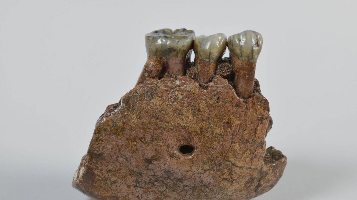 Ciri-Ciri Meganthropus Paleojavanicus dan Sejarah Penemuan Fosilnya ...