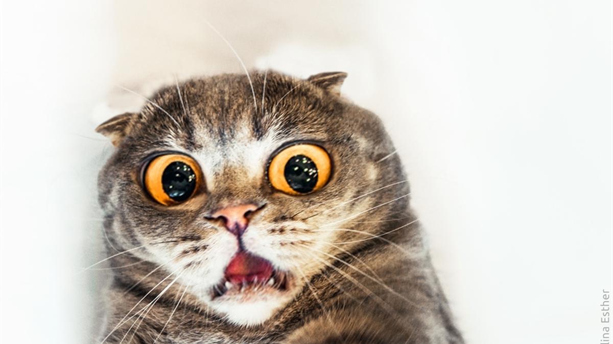 Kucing Ini 'Ngomel' Layaknya Manusia - Lifestyle Fimela.com