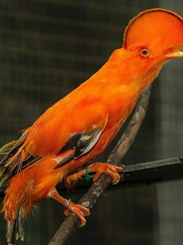 Langka dan Unik, 10 Hewan Ini Mungkin Belum Pernah Kamu Lihat ...