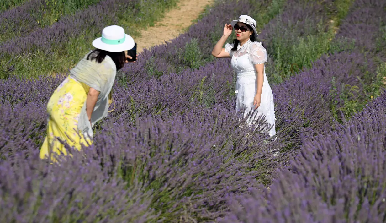 Menatap Cantiknya Hamparan Bunga Lavender di Valensole Prancis - Foto ...