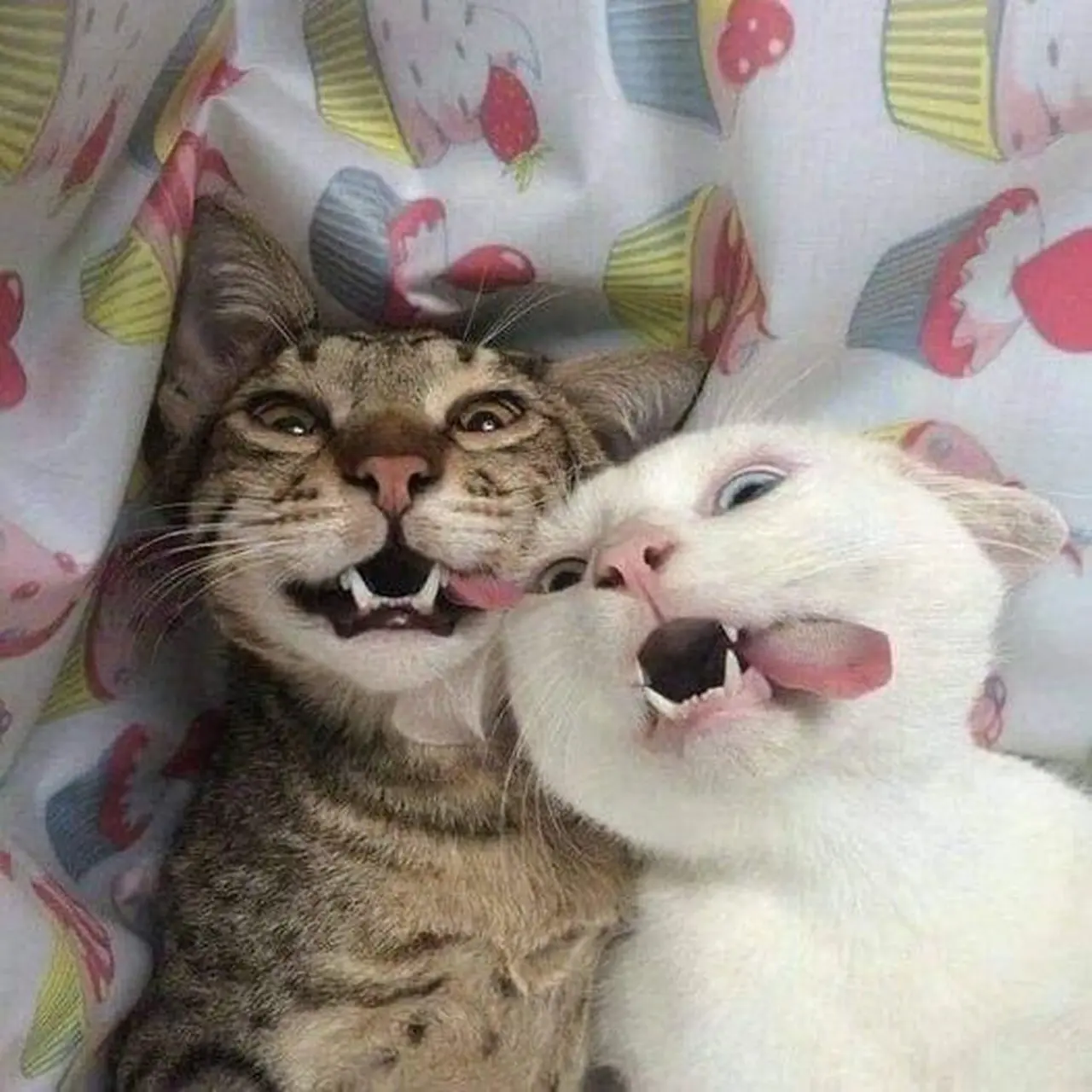 6 Pose Selfie Kucing Ini Bikin Gemes, Ekspresinya Lucu - Hot Liputan6.com