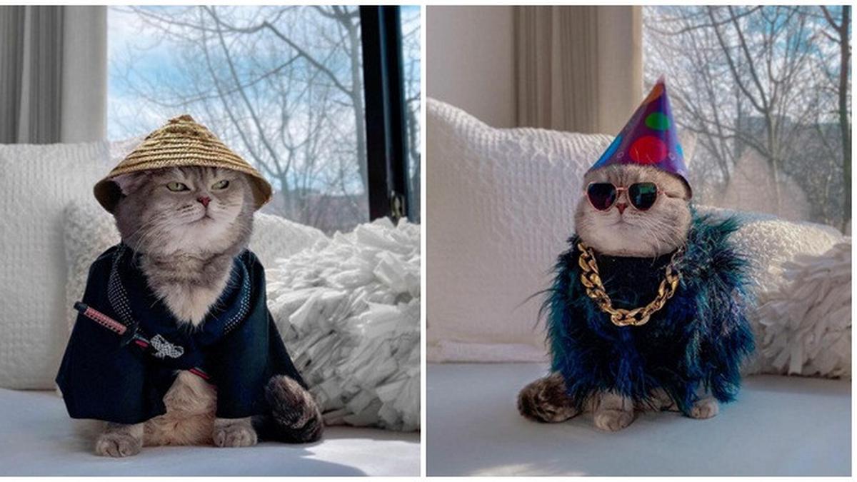 8 Potret Kucing Pakai Kostum Unik Ini Curi Perhatian, Menggemaskan ...