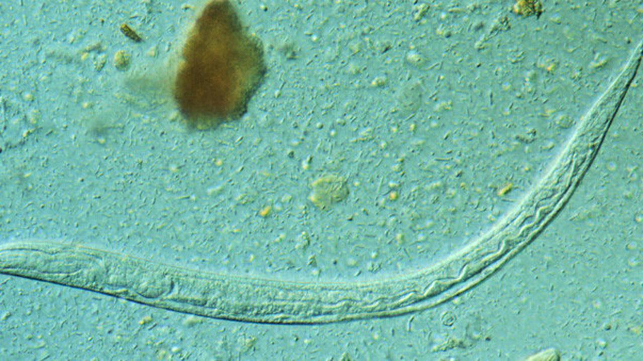 Larva Adalah Serangga yang Berkembangnya Melalui Metamorfosis, Ketahui ...