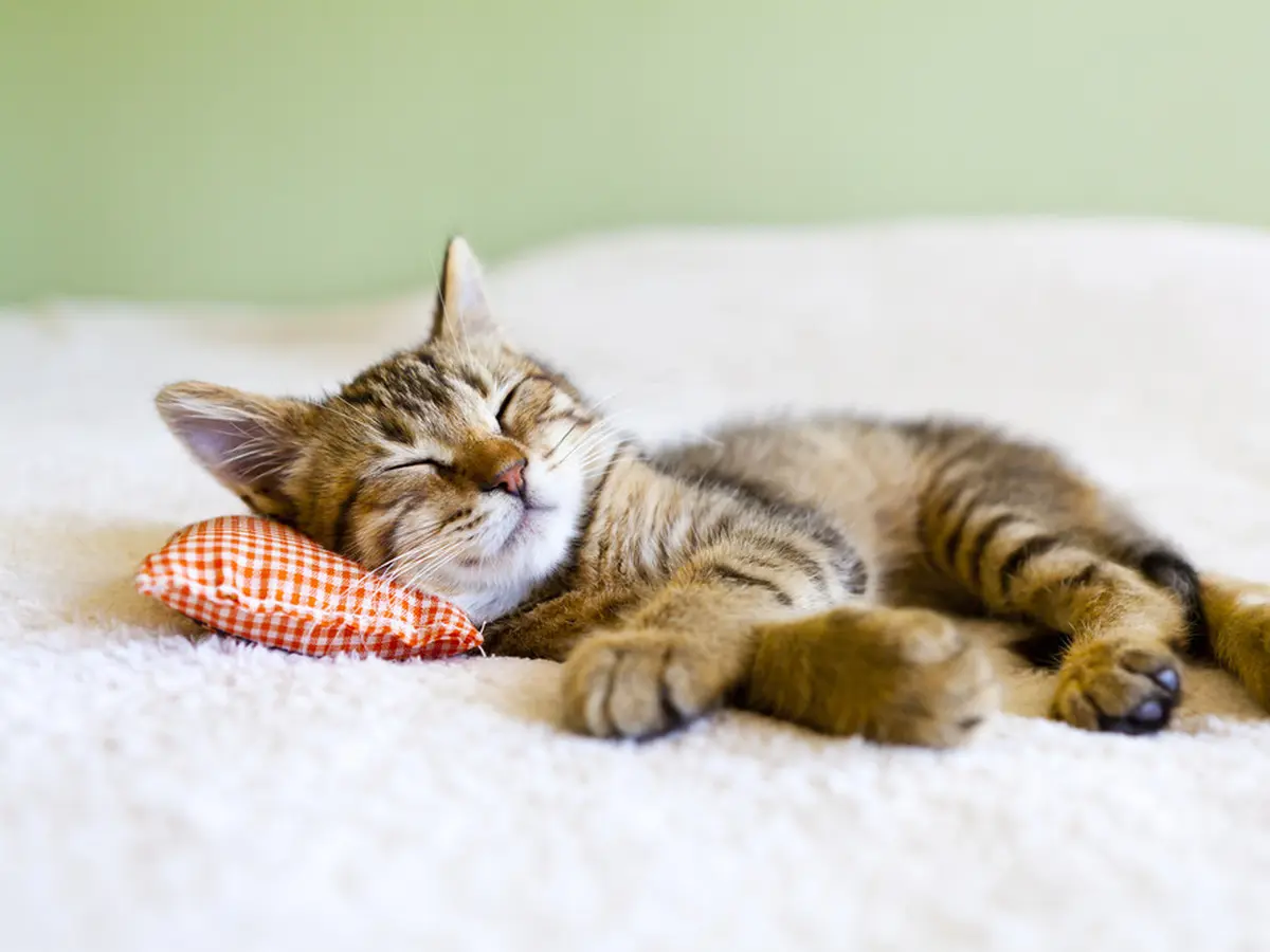 Kucing Paling Malas Di Dunia