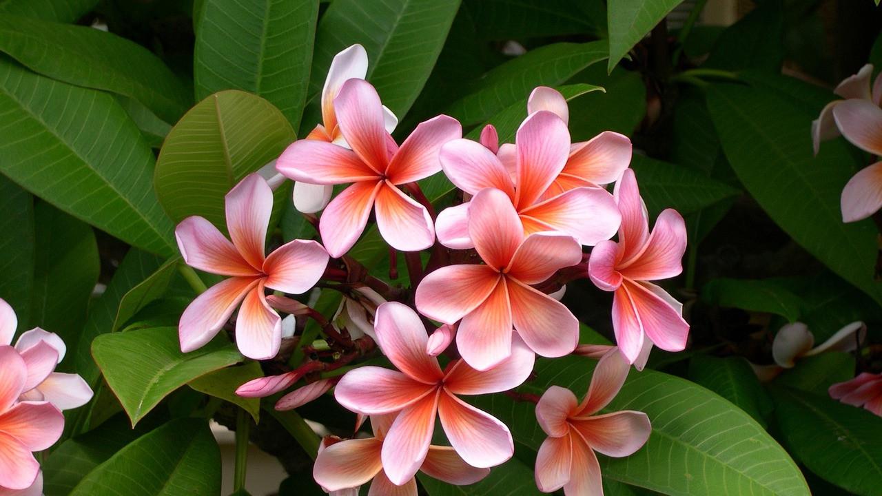 10 Pohon Kecil Berbunga Cantik untuk Teras Minimalis Modern, Low ...