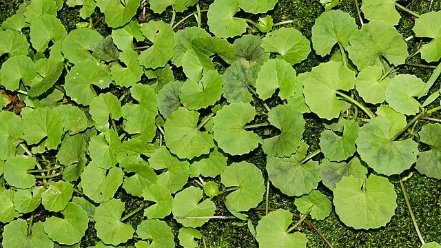 Manfaat Centella Asiatica dan Cara Mengolahnya, Daun Pegagan untuk ...