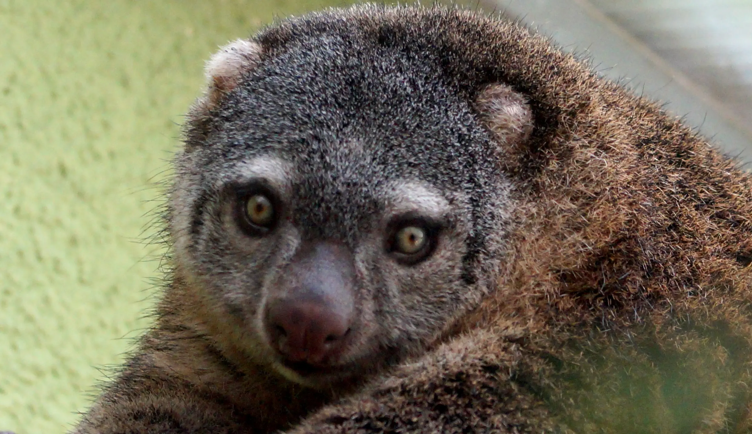 FOTO: Pertama Kalinya, Kuskus Sulawesi Langka Lahir di Penangkaran ...