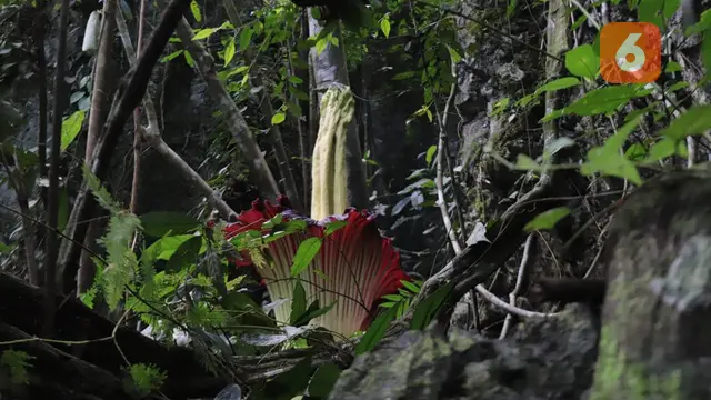 Pesona Bunga Langka Amorphophallus dan Raflesia di Ekowisata Batu Katak ...