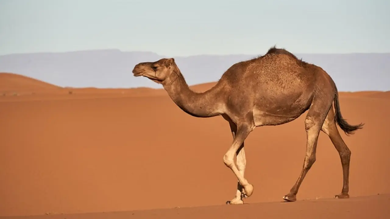 Kisah Unta Nabi Saleh AS, Mukjizat Hancurkan Kaum Tsamud yang Sombong ...