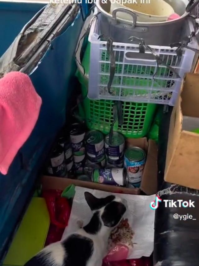 Sosok Pegiat Street Feeding, Sewa Bajaj demi Beri Makan 300 Kucing Jalanan Setiap Hari ...