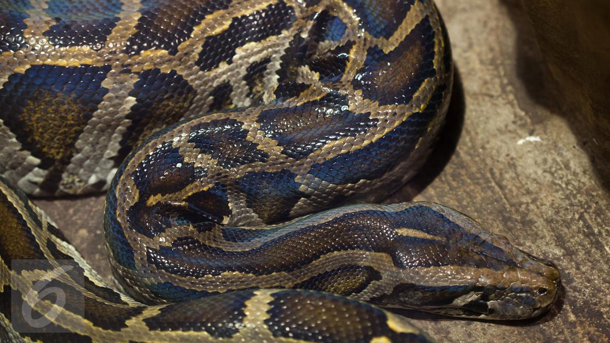 Hewan Ganas Peneror Warga Riau Ternyata Bukan Hanya Ular Piton ...