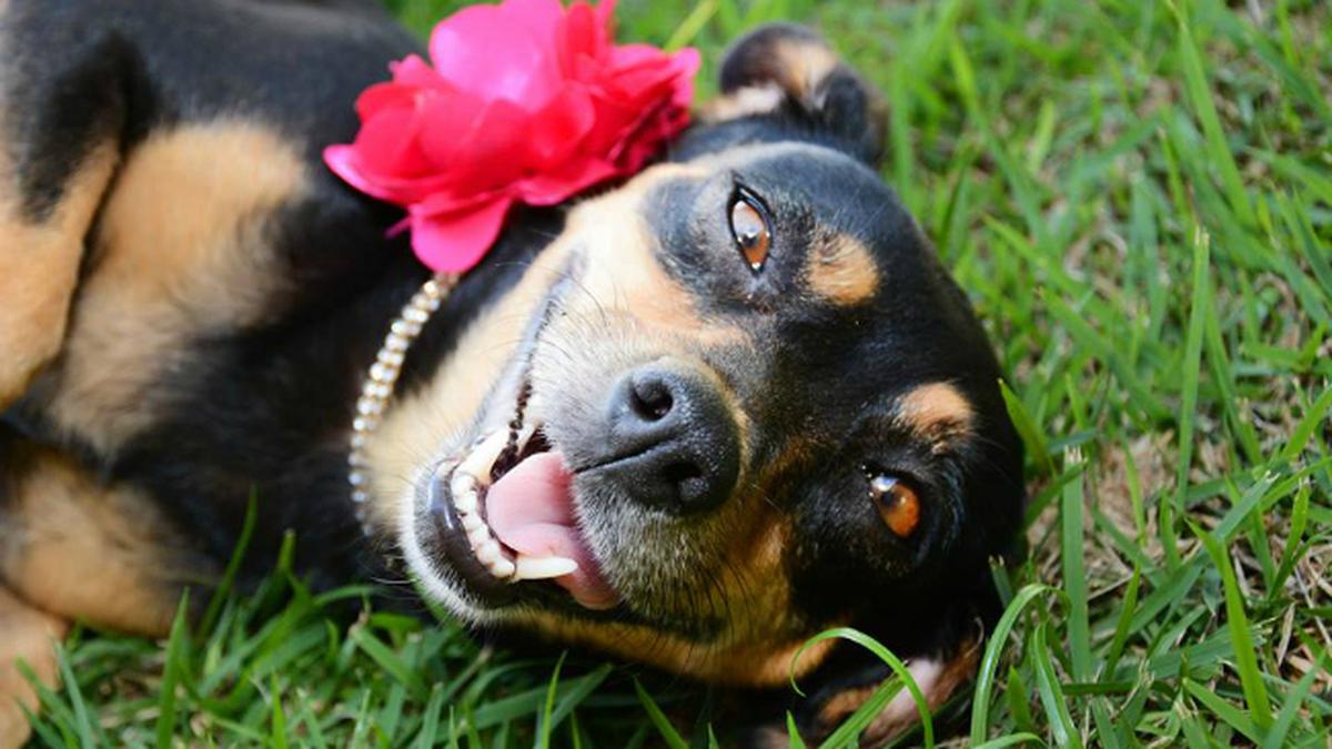 Gaya Foto Cantik Induk Anjing yang Sedang Hamil - Global Liputan6.com