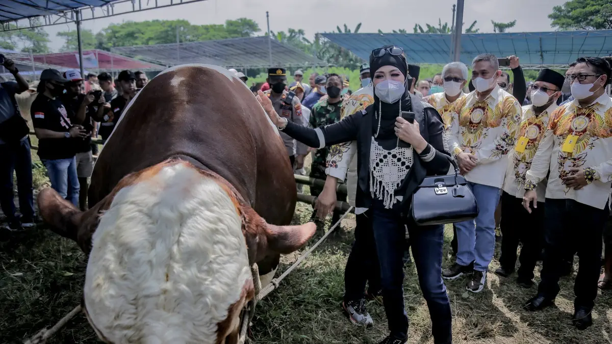 Berita Sapi Monster Hari Ini - Kabar Terbaru Terkini | Liputan6.com