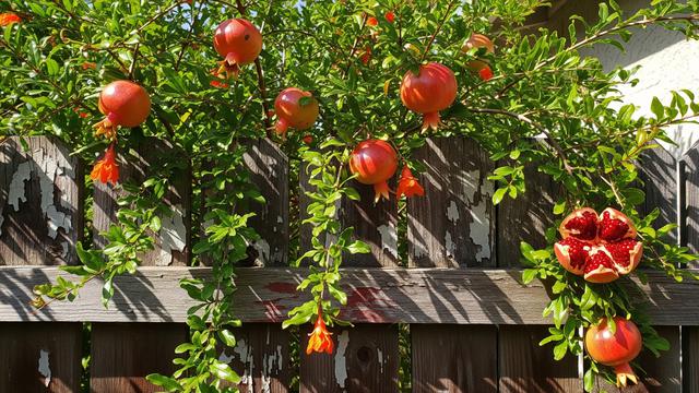 9 Jenis Pohon Buah Pembawa Rezeki dan Keberuntungan
