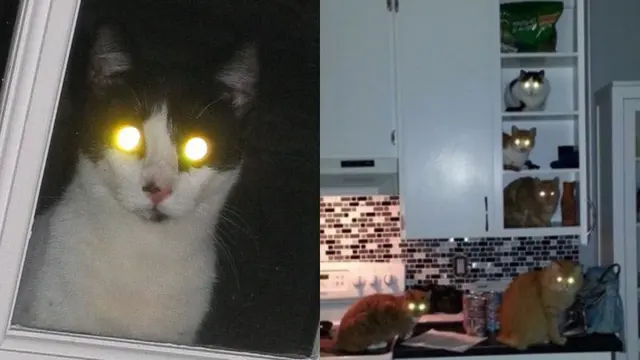 6 Potret Penampakan Mata Kucing Tersorot Cahaya Ini Bikin Kaget - Hot ...