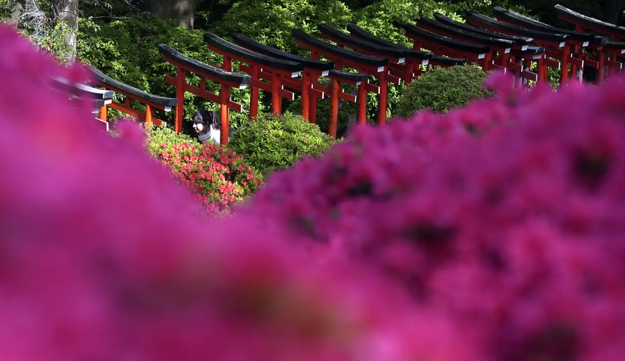 Terpukau Keindahan Bunga Azalea di Kuil Nezu Tokyo - Foto Liputan6.com
