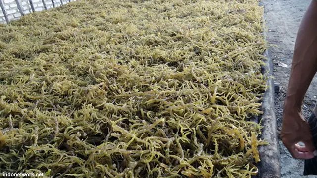 Perusahaan Pengolahan Rumput Laut Dibangun di NTT - Bisnis Liputan6.com