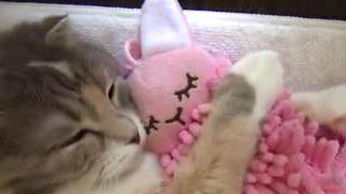 POPS: Menggemaskan, Kucing Lucu ini Tidur Sambil Peluk Boneka - Video ...