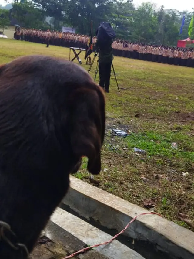 Viral Kisah Anjing Pelacak Bernama Coco, Bantu Relawan Temukan Korban ...