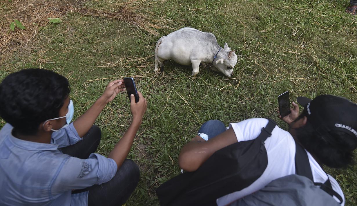 FOTO: Ini Rani, Sapi Terkecil asal Bangladesh