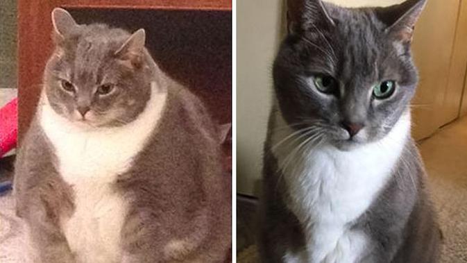 8 Potret Keren Transformasi Kucing Obesitas jadi Kurus - Citizen6 ...