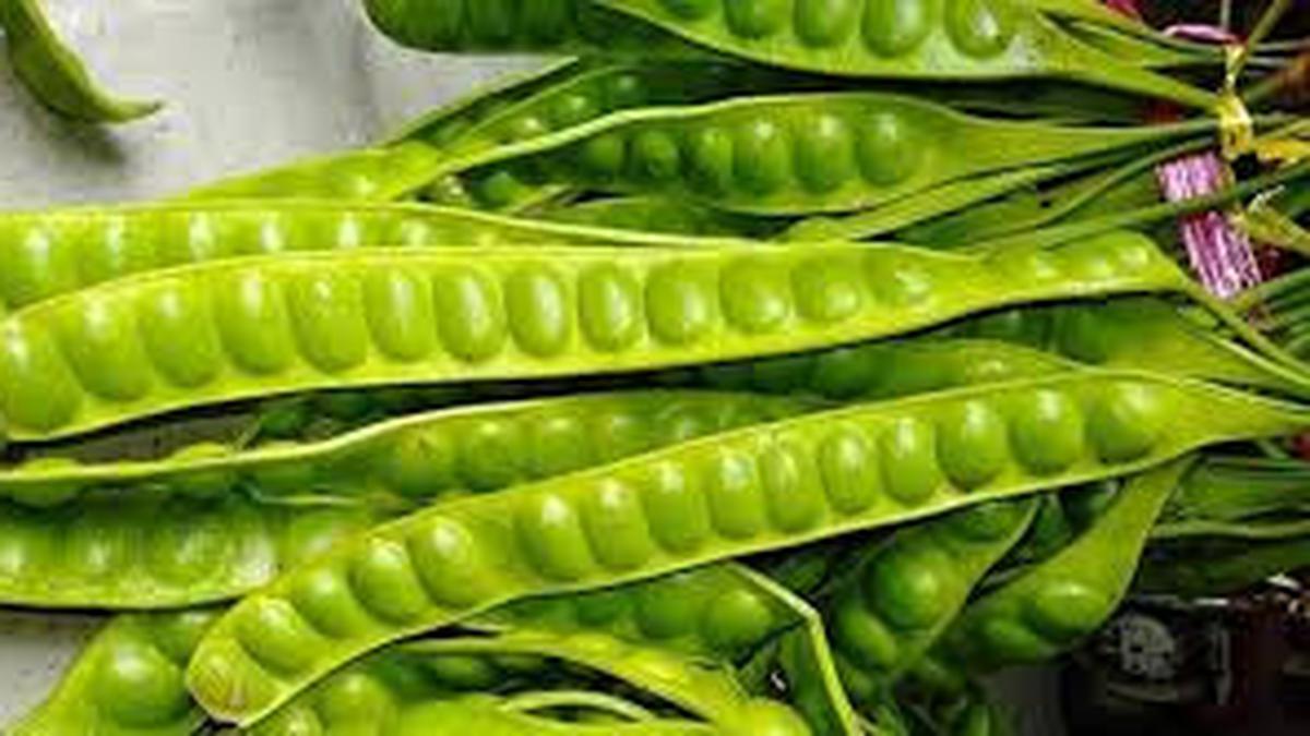 Tanpa Dimasukkan Kulkas, Begini Cara Olah Petai yang Layu Bisa Segar ...