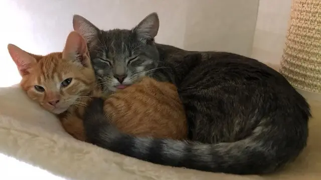 8 Potret Lucu Kucing Ini Bikin Senyum Saat Melihatnya - Citizen6 ...