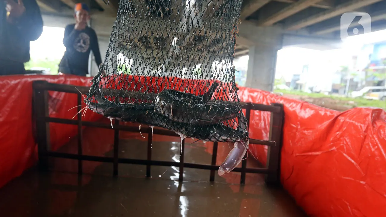 6 Cara Budidaya Ikan Lele di Lahan Terbatas, dari Benih sampai Panen ...