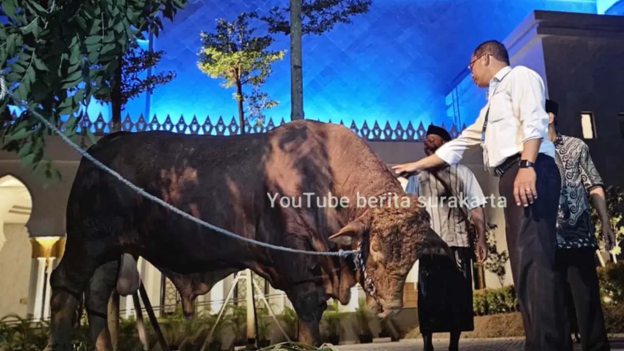 Jokowi Kirim Hewan Kurban Sapi Limosin 1 Ton 42 Kg ke Masjid Sheikh Zayed Solo Jelang Idul Adha ...